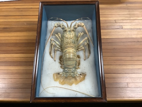 Collectible - Albino Taxidermy Lobster in Shadow Box (Vintage ...