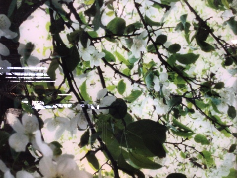 Lighting Specialty - Cherry Blossom Fluorescent Light Box ...