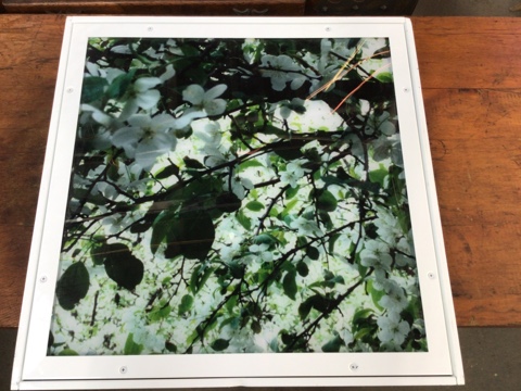 Lighting Specialty - Cherry Blossom Fluorescent Light Box ...